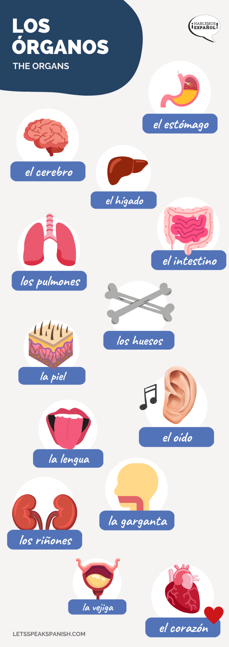 Body Parts in Spanish [+infographics, videos, quizzes]