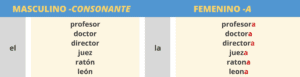 Aprende masculino y femenino en español - Guía completa