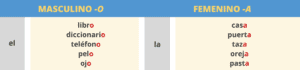 Aprende masculino y femenino en español - Guía completa